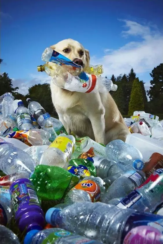 Si Labrador ay pumasa sa pagproseso ng 26,000 plastic bottles