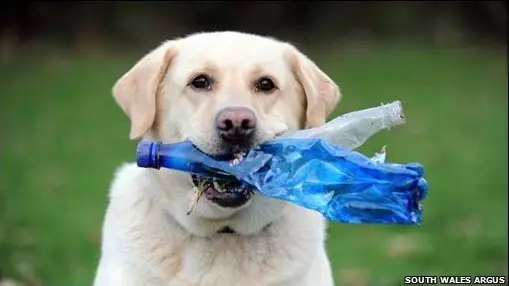 Labrador ging door met de verwerking van 26.000 plastic flessen