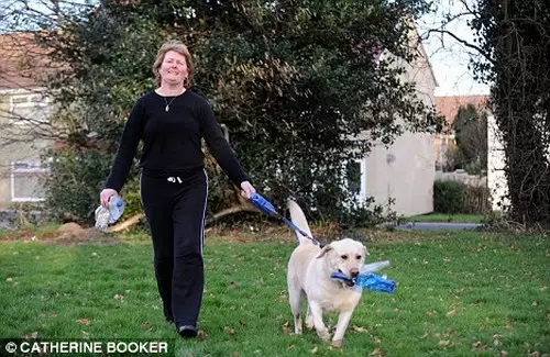 Pasiodd Labrador ar brosesu 26,000 o boteli plastig