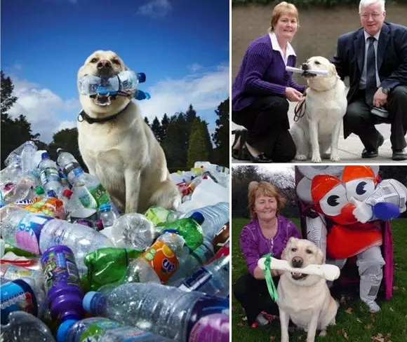 Pasiodd Labrador ar brosesu 26,000 o boteli plastig