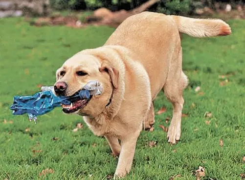 Labradoro pasis sur la prilaborado de 26.000 plastaj boteloj