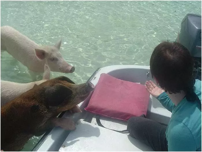 Island of Waterfowl pigs.