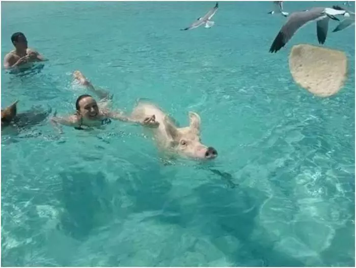 Insel vu Waasserfowl Pigs