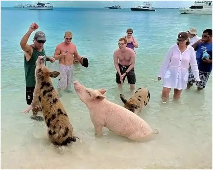 Insel vu Waasserfowl Pigs