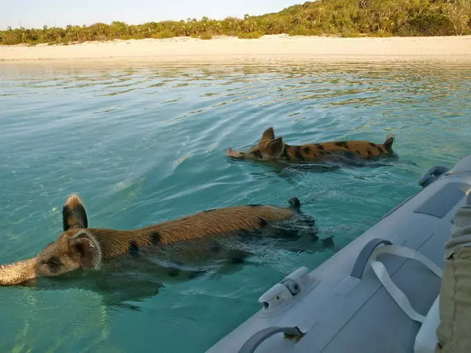 Island of Waterfowl pigs.