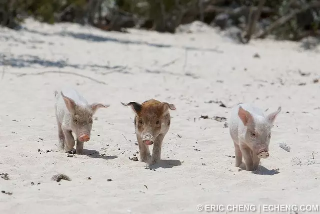 Island of Waterfowl pigs.