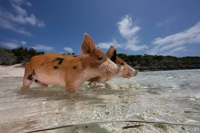 Island of Waterfowl pigs.