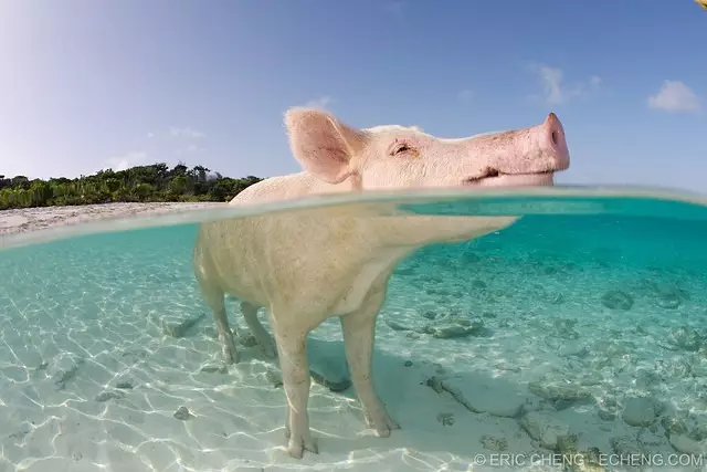 Island of Waterfowl pigs.