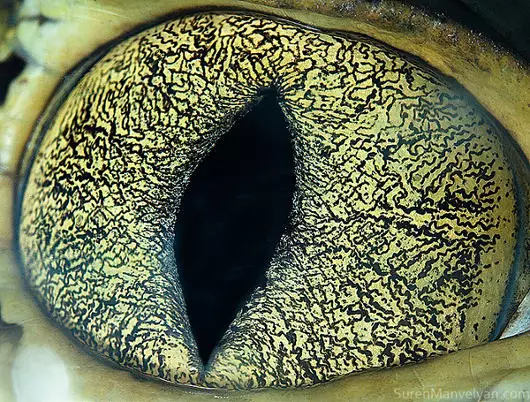 چشم کیمن