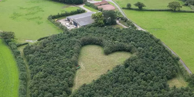 Eco-romance: halaman dalam bentuk hati di antara oak grove