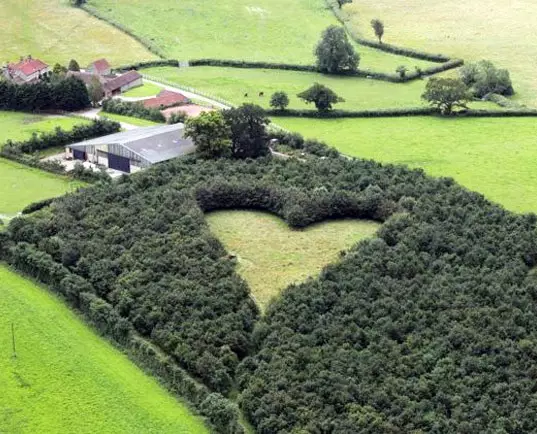 Eco-romance: halaman dalam bentuk hati di antara oak grove
