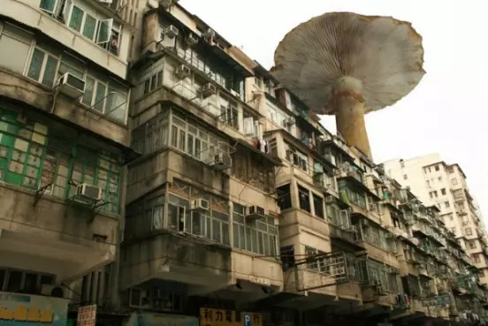 Cogumelos gigantes - eletricidade e água para favela