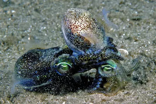 Tre-timers sexhandlinger dekk blekksprut