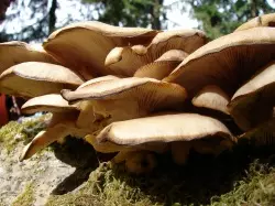 Vana seene aitab biokütuste tootmisel