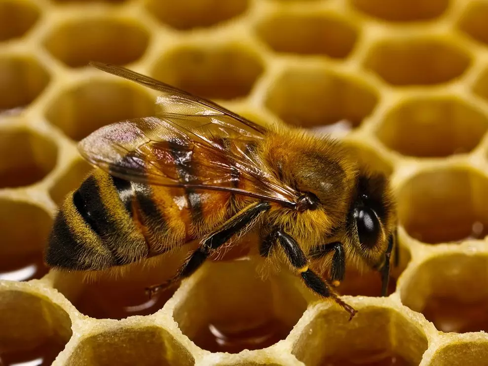 وقت الظهر: النحل يمكن عكس الشيخوخة الدماغ