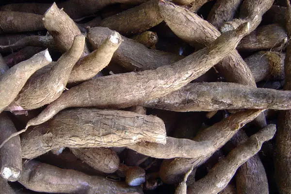Cassava.