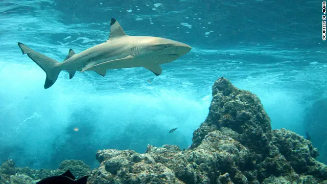 Hajar bör vara mer rädsla för människor än människor hajar