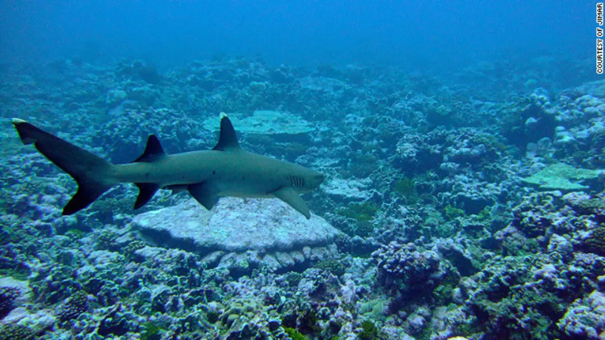 Iyo Reef Shark iri pamusoro peiyo piramidhi yekudya yekoral reef ecosystem.