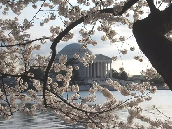 Aladodo Sakura ni Washington, DC, AMẸRIKA ni ọdun 2012