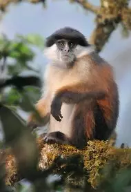 লাল colobus.