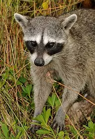 Dwarf Racoon