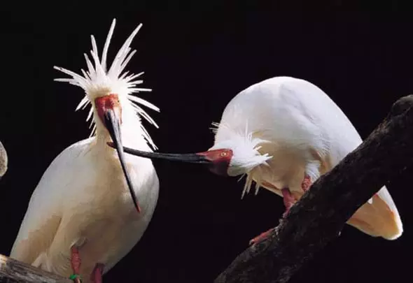 Pâr o Ibisov a roddwyd gan Japan China yn 1999.