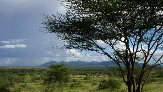 ವ್ಯಕ್ತಿಯ ವಿಕಸನವು ಸಸ್ಯಗಳನ್ನು ಉತ್ತೇಜಿಸುತ್ತದೆ