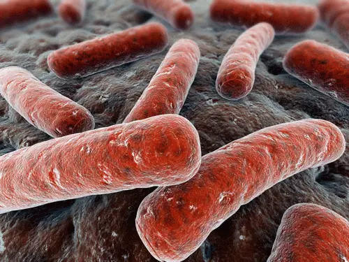 Patogen tuberculosis - Mycobacterium tuberculosis