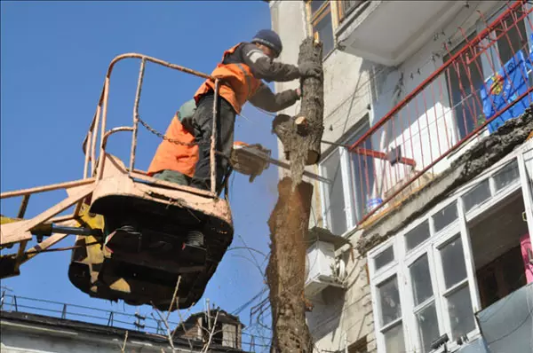 Pemulihan pokok di Shymkent, Kazakhstan