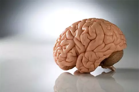 Incroyable et divertissant sur le cerveau de l'homme