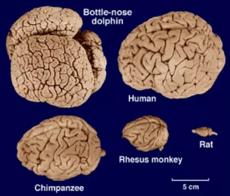 Sorprendente e divertido sobre o cerebro do home