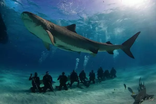 السياحة البيئية مفيدة لأسماك القرش