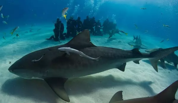 Ekoturistika je užitočná pre žraloky
