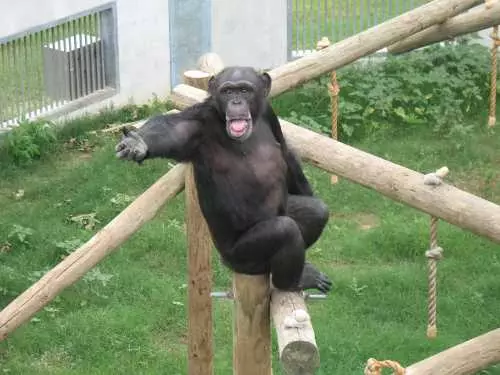 Kuki Mama-Chimpanzees yigisha abana babo kuvugana nabantu?