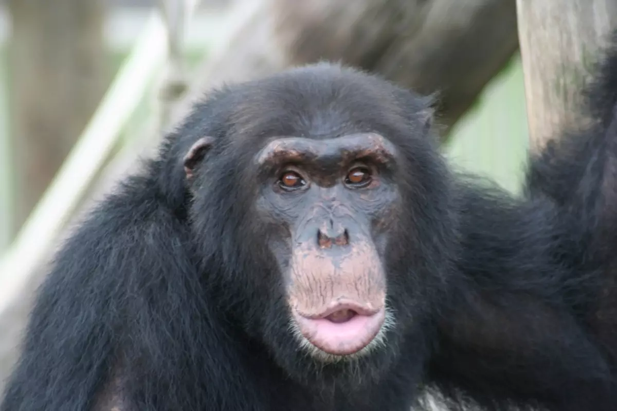 चिम्पांझी मॉम आपल्या मुलांना लोकांशी संवाद साधण्यास शिकवतात