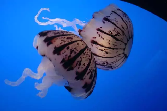 Jellyfish