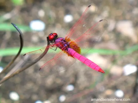 Pink-libelle.