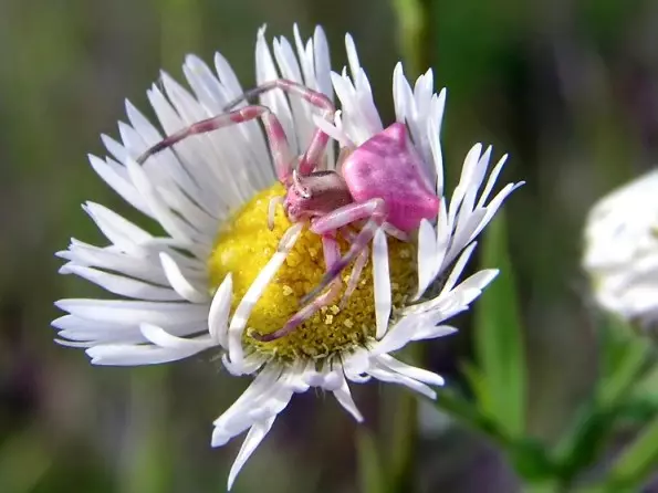 ગુલાબી પ્રાણીઓ