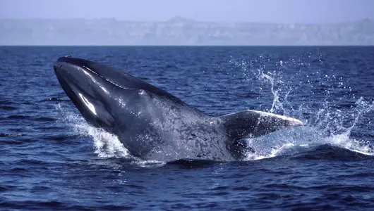 Antarktisblåvalar återställs efter kommersiell utrotning