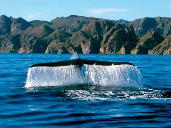 Antarktisblåvalar återställs efter kommersiell utrotning