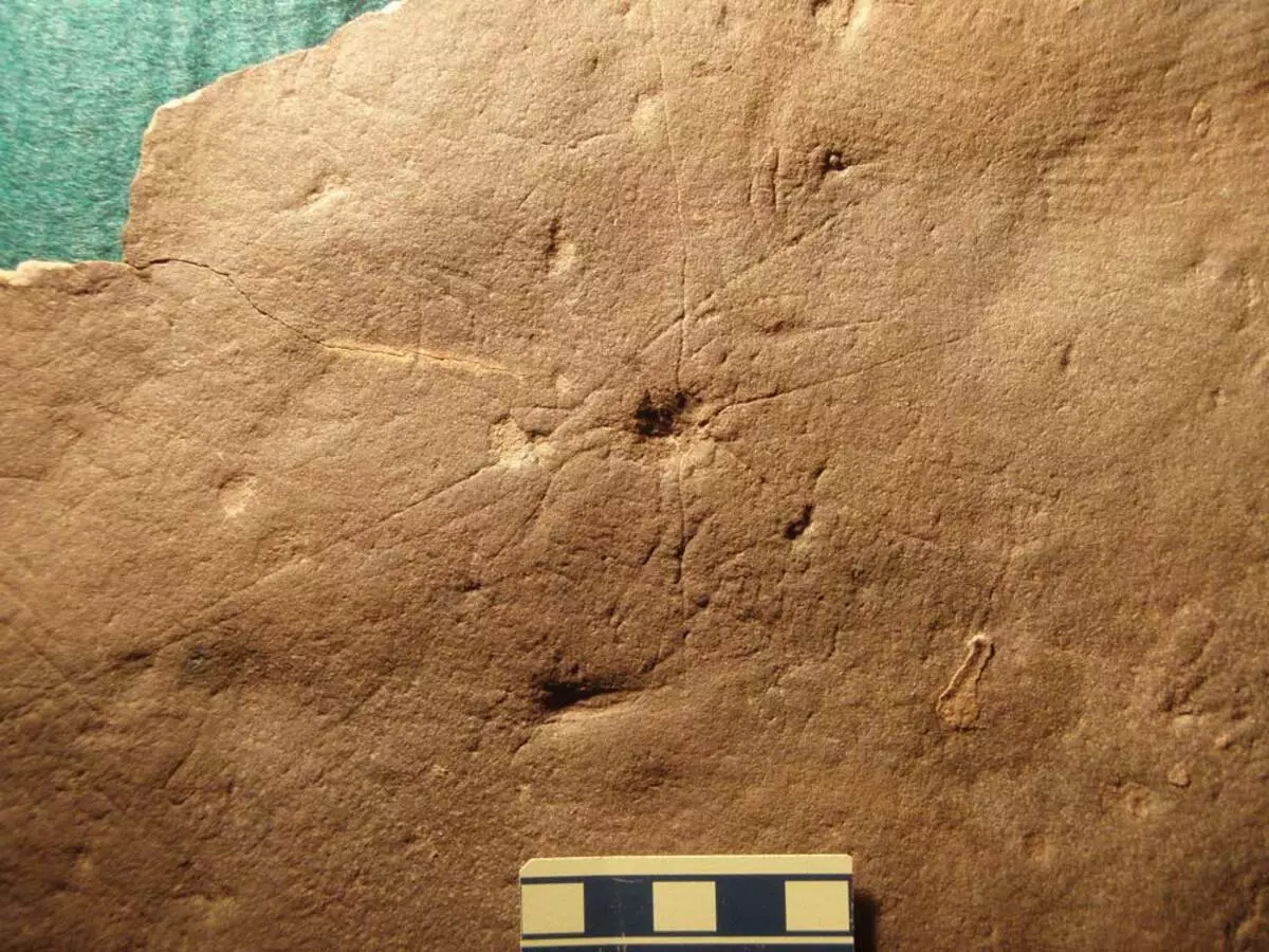 تم العثور على أقدم حيوان مع هيكل عظمي.