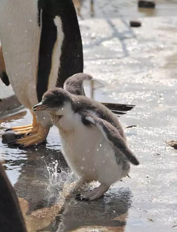 Pingüins papuans