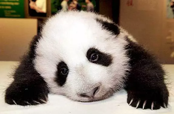 पांडा था शान