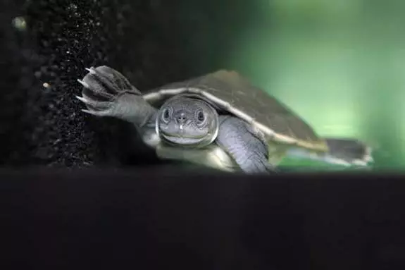 Turtle Bagatur.