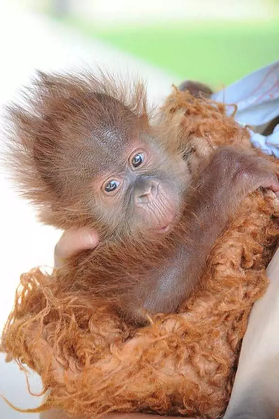 Besisky orangutang