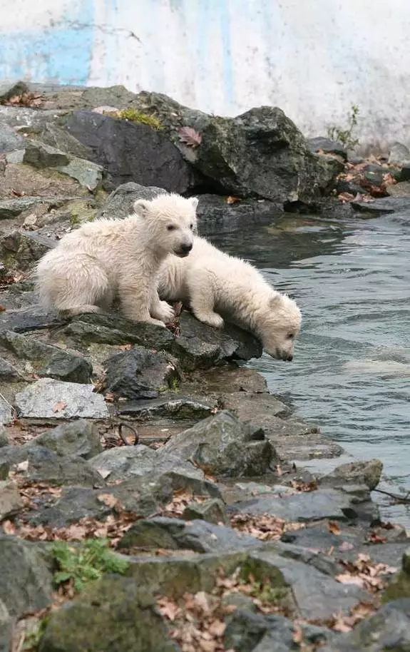 Mga Polar Bears