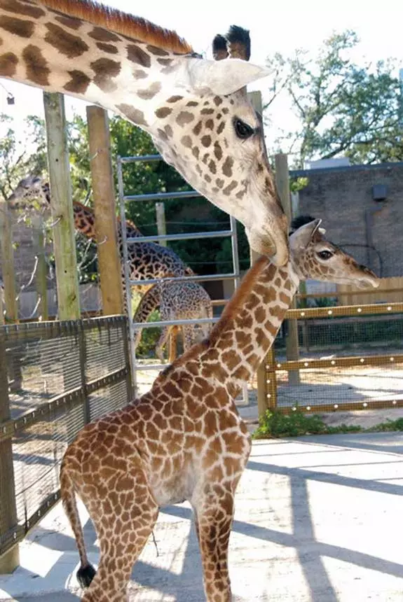 Giraffe maili.