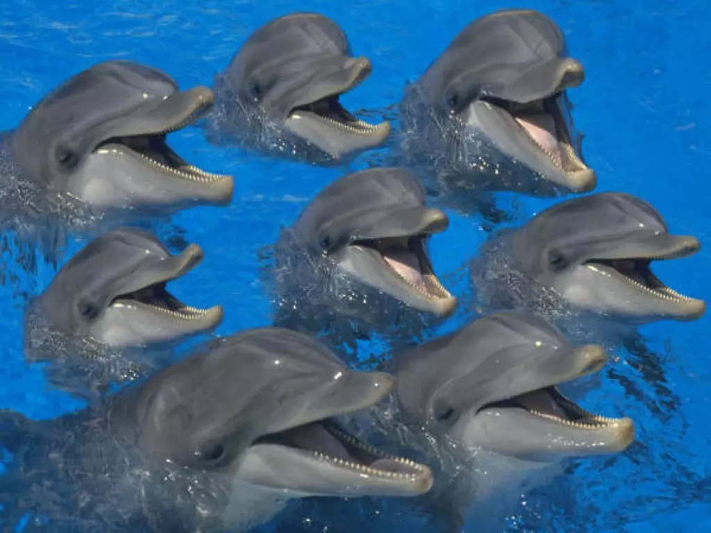 Dolphins govori njegova edinstvena piščalka: 