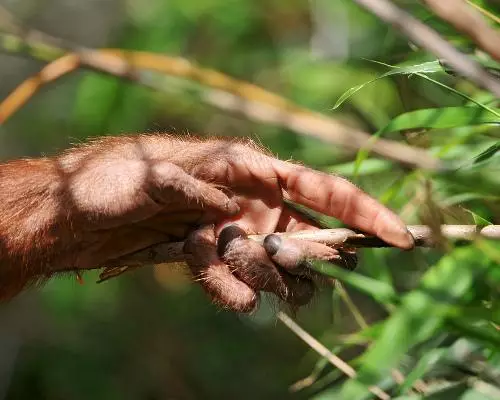 15 animales utilizando instrumentos de trabajo.