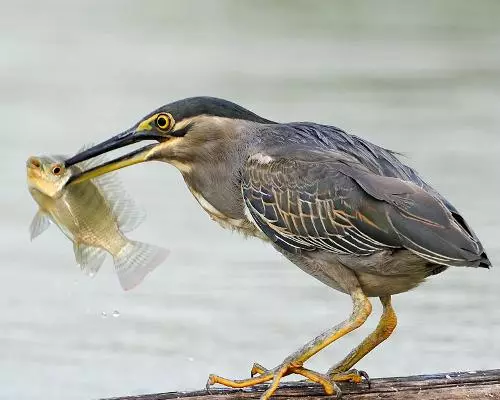 15 animales utilizando instrumentos de trabajo.